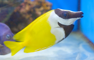Tangs & Rabbitfishes