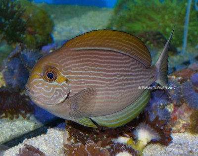 Tangs & Rabbitfishes