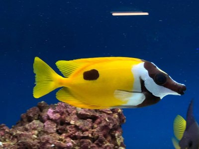 Tangs & Rabbitfishes