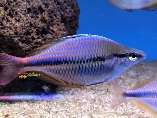 Rainbowfishes