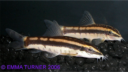 Loaches