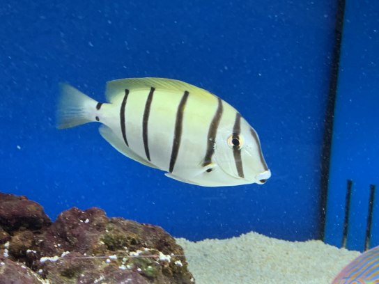Tangs & Rabbitfishes