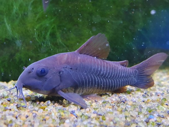 Corydoras, etc.