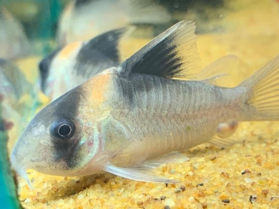 Corydoras, etc.
