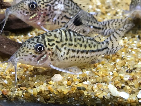 Corydoras, etc.