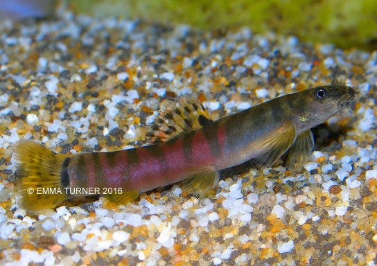Loaches