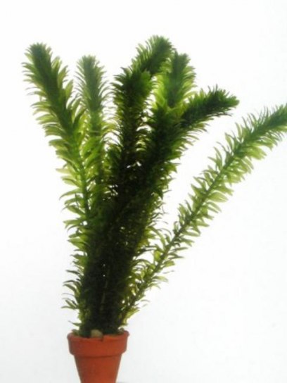 Aquarium Plants