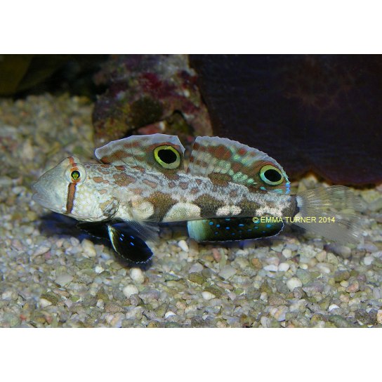 Blennies & Gobies