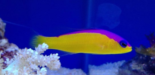 Basslets & Dottybacks