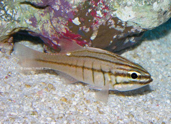 Cardinalfishes