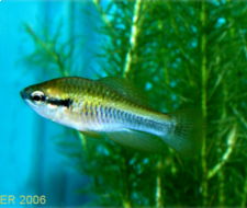 Killifish