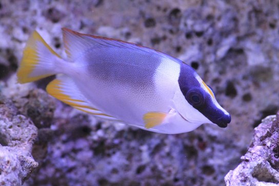 Tangs & Rabbitfishes