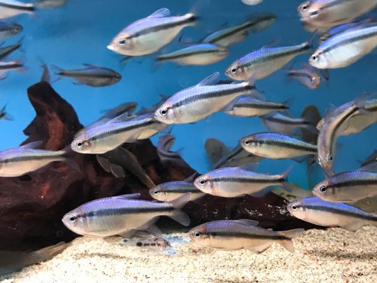 Tetras etc.