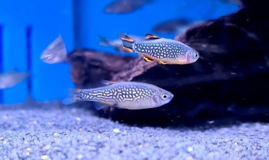 Barbs, Danios, Loaches etc.