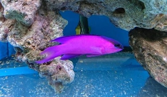 Basslets & Dottybacks