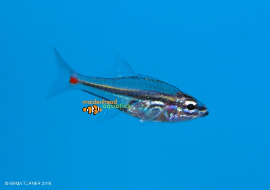 Cardinalfishes