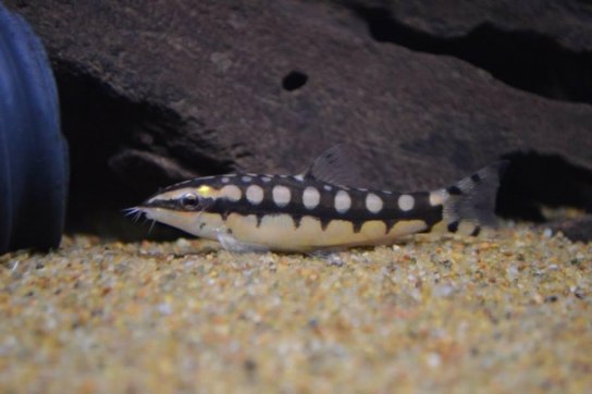 Loaches