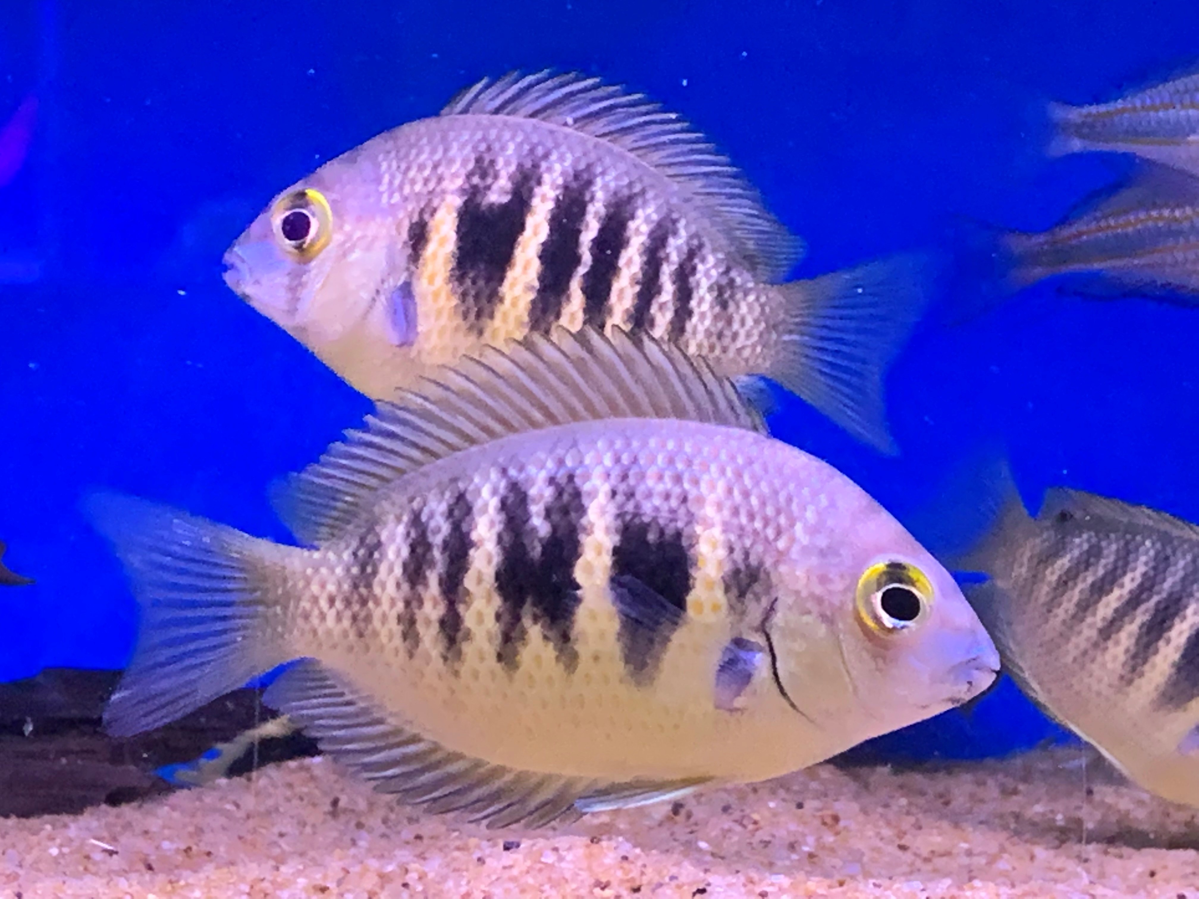 Canara Pearlspot Chromide-Etroplus canarensis