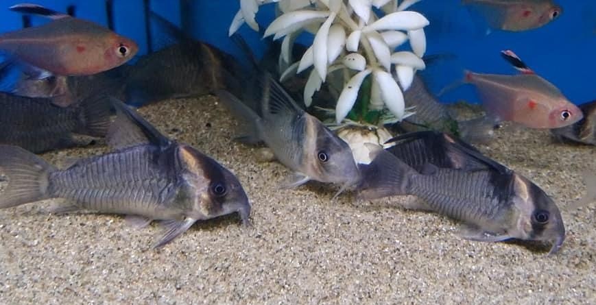 Colossus Cory (CW045) - Corydoras colossus
