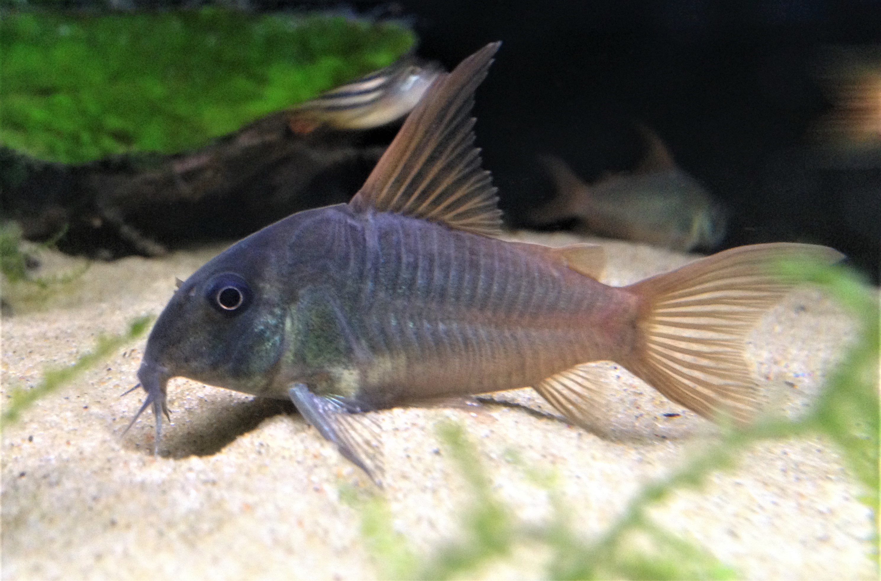 Slate Cory-Corydoras concolor