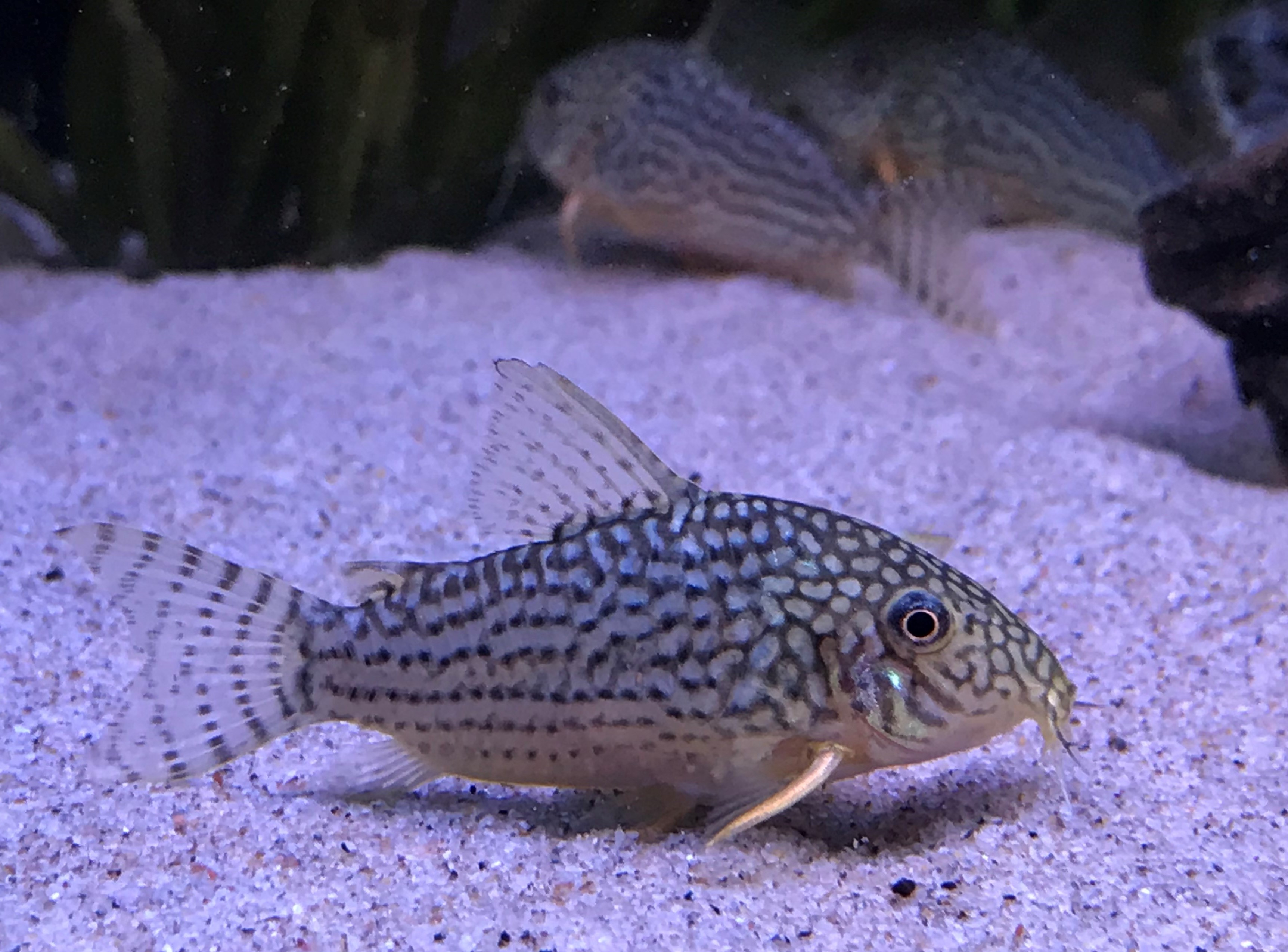 Sterba's Cory-Hoplisoma sterbai