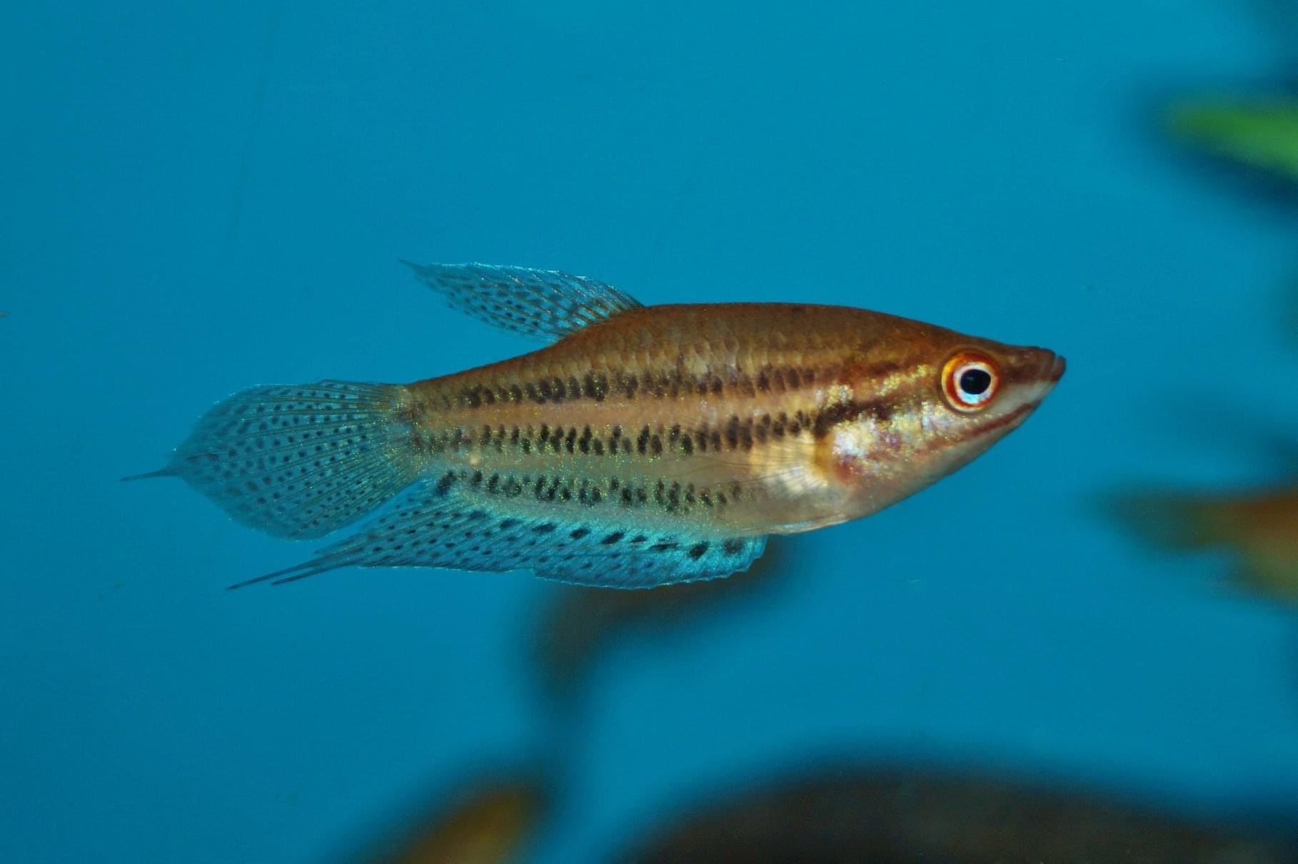 Croaking Gourami-Trichopsis vittata