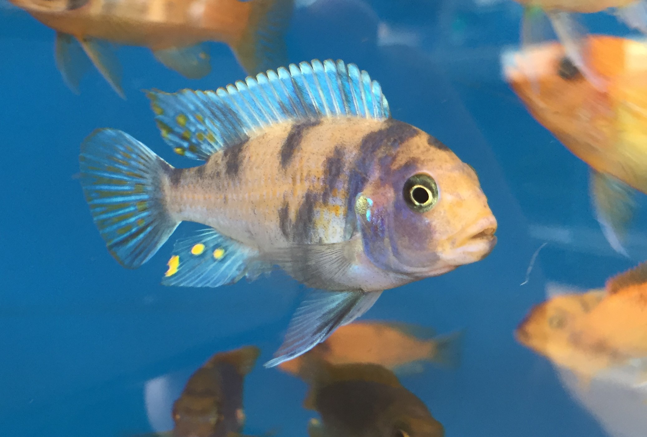 Orange Blotched Zebra-Maylandia estherae