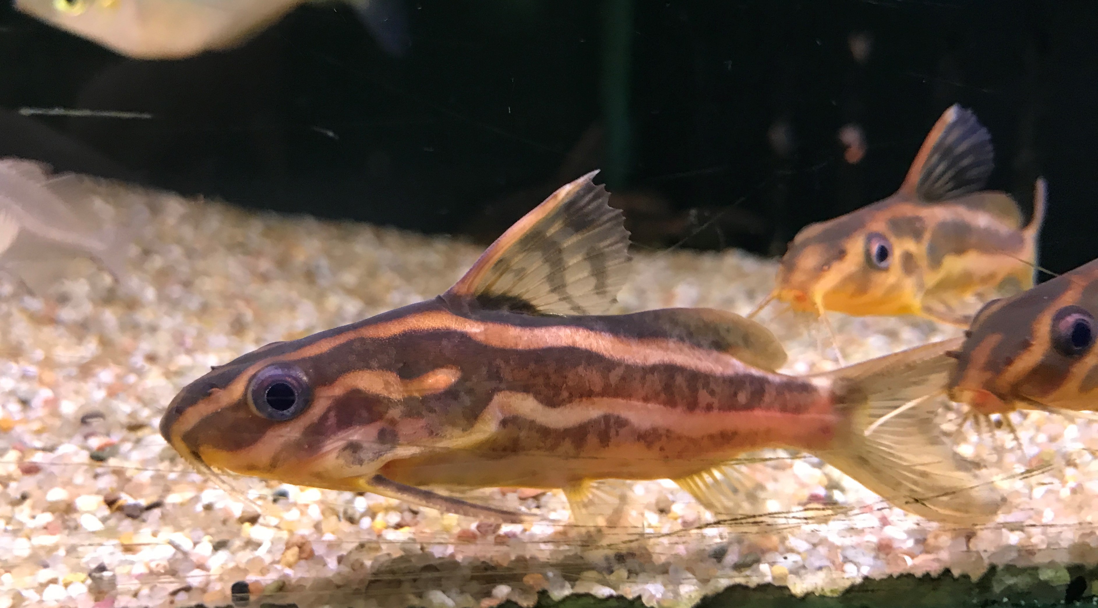 Orange-striped Catfish-Synodontis flavitaeniatus