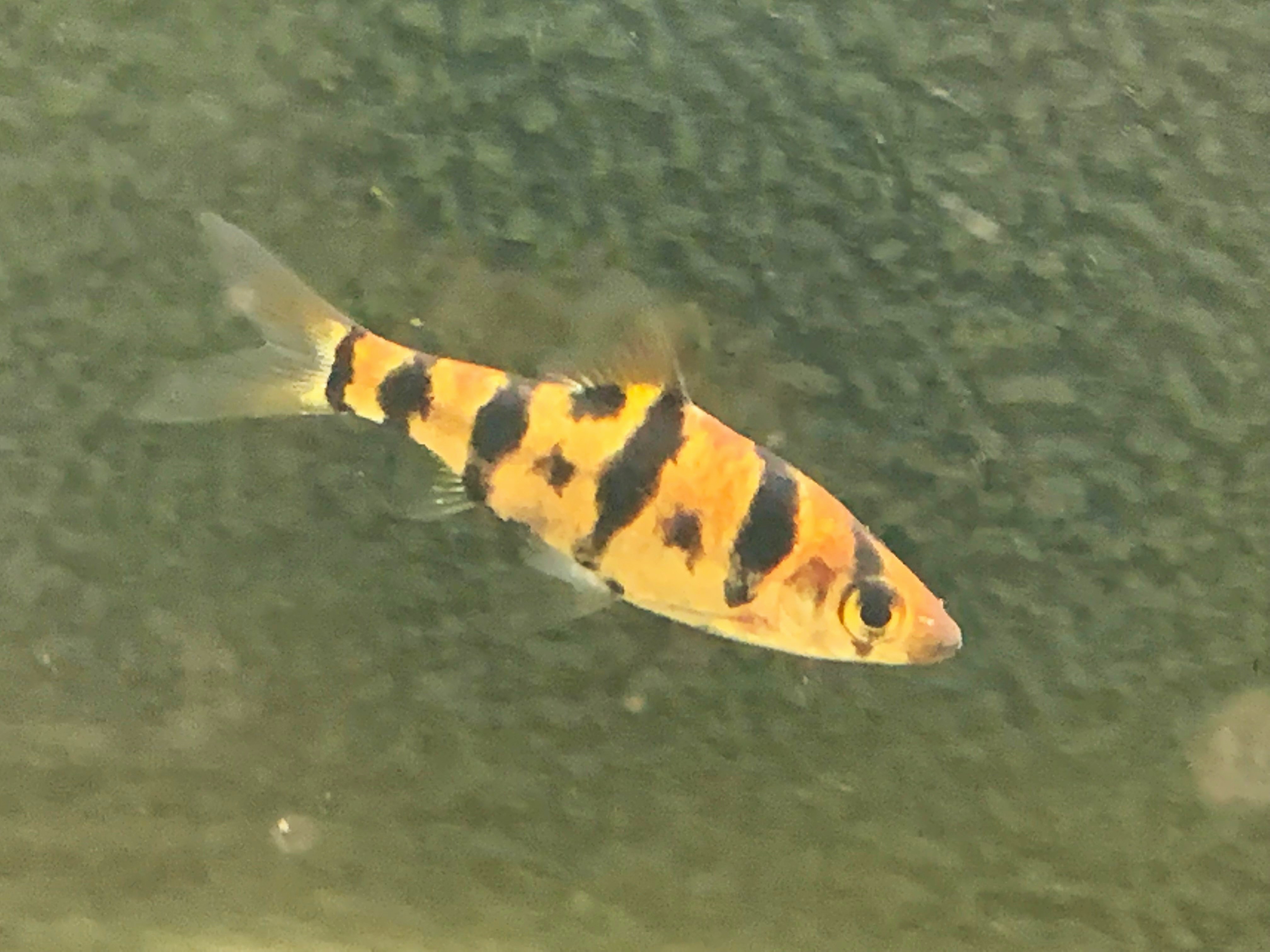 Boomerang Barb-Desmopuntius foerschi