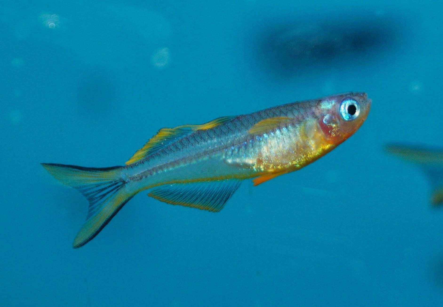 Forktail Rainbowfish-Pseudomugil furcatus