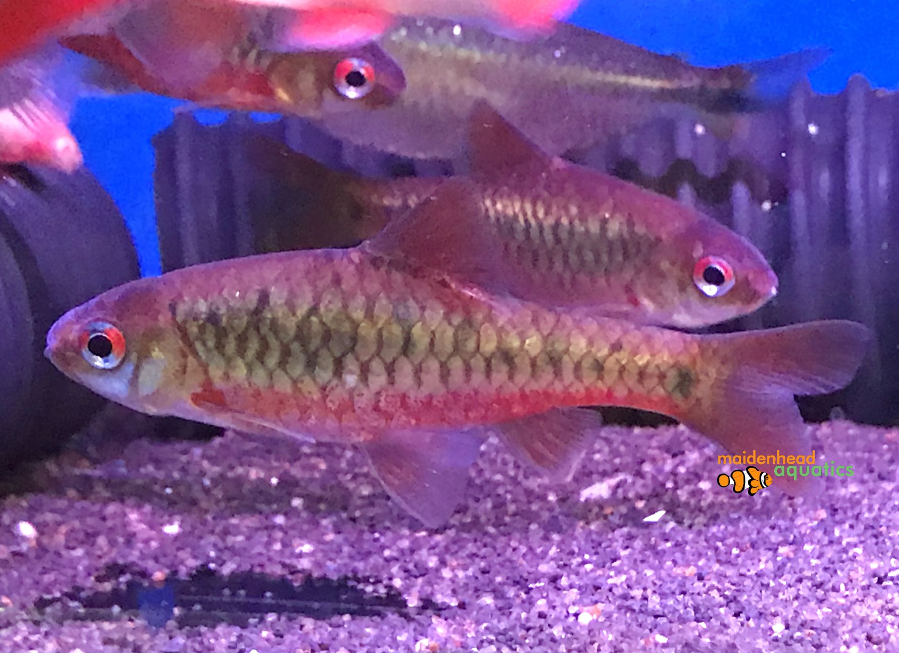 Green Barb-Barbodes semifasciolatus