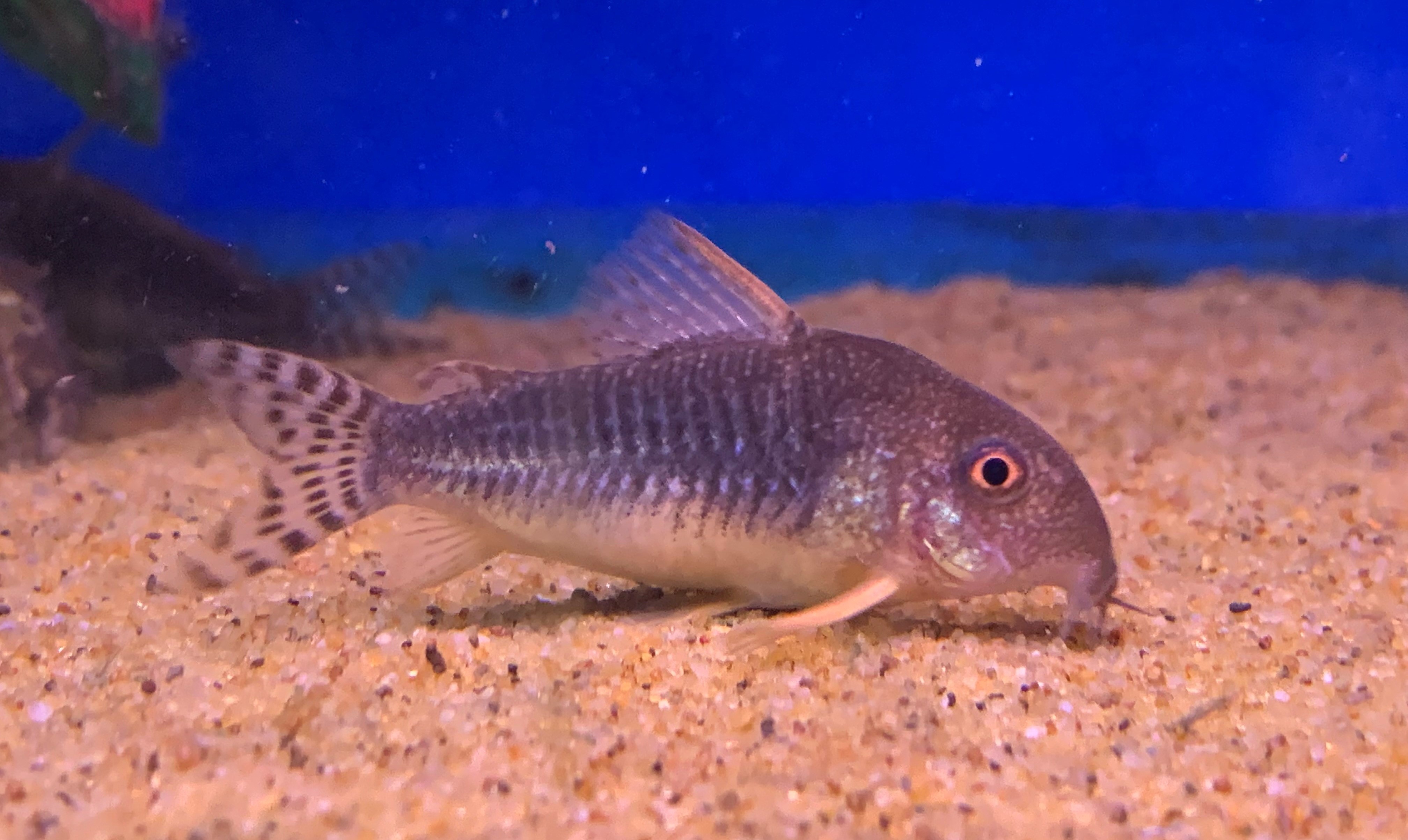 Gosse's Cory-Hoplisoma gossei