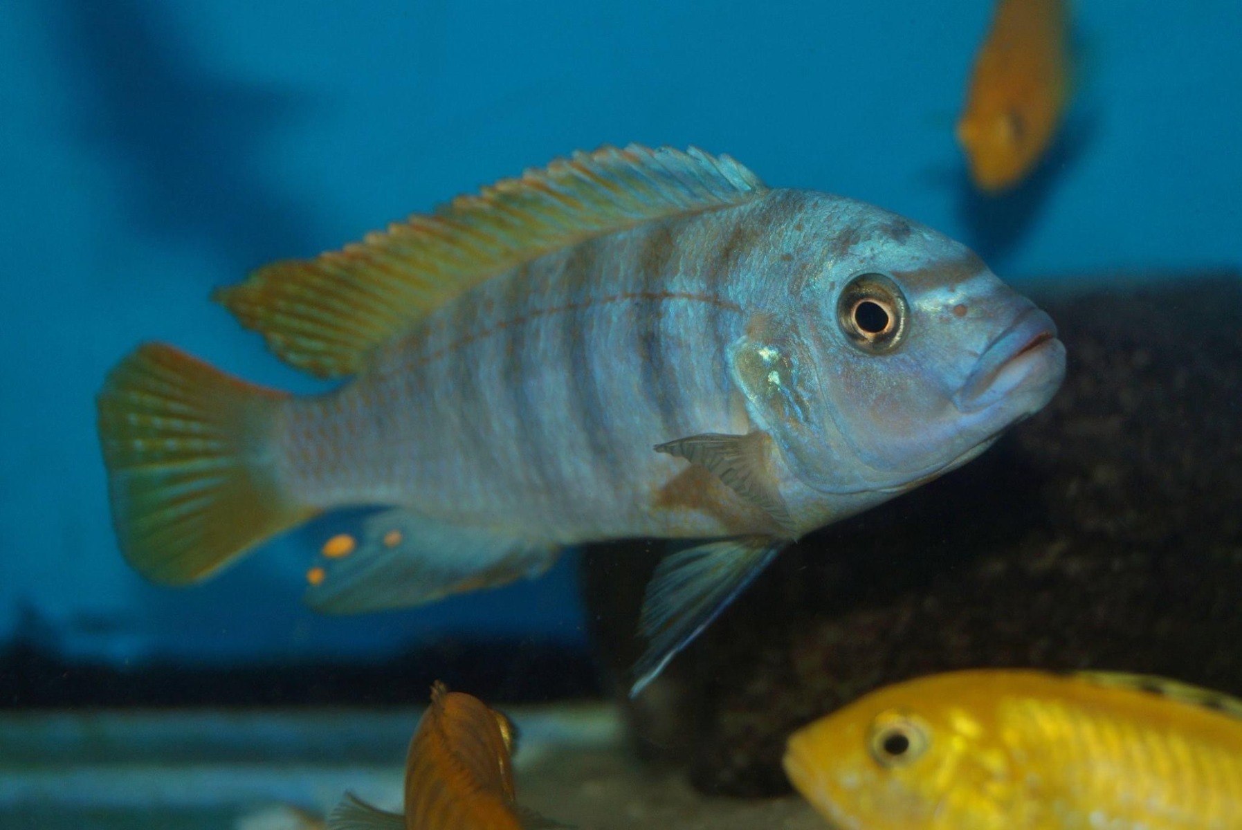 Red-top Ice-blue Zebra-Maylandia greshakei