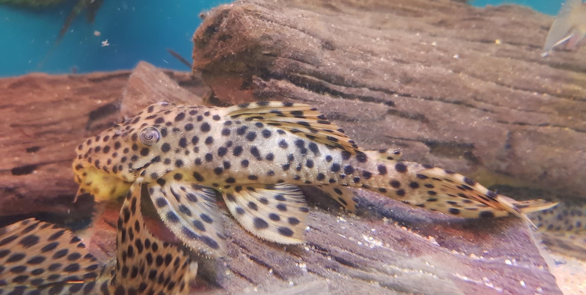 Golden Vampire Plec - Leporacanthicus heterodon