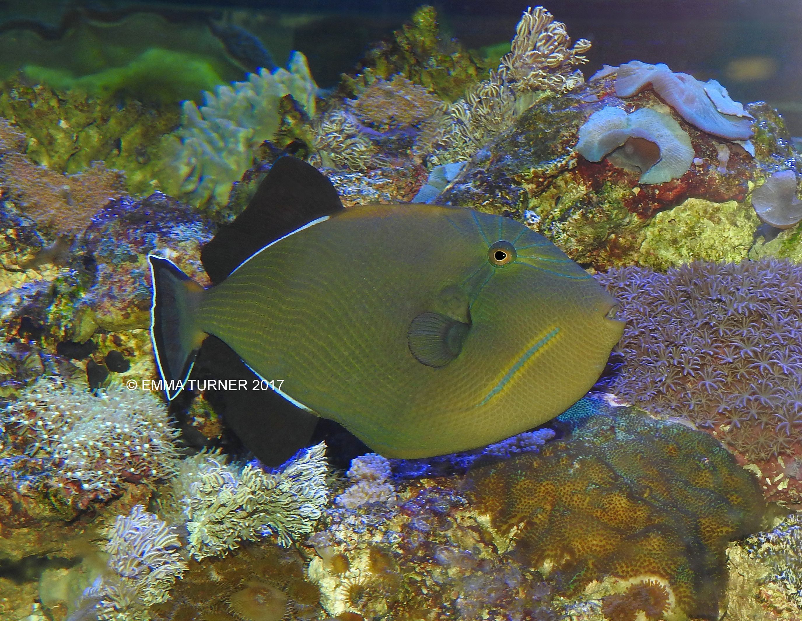 Indian Triggerfish-Melichthys indicus