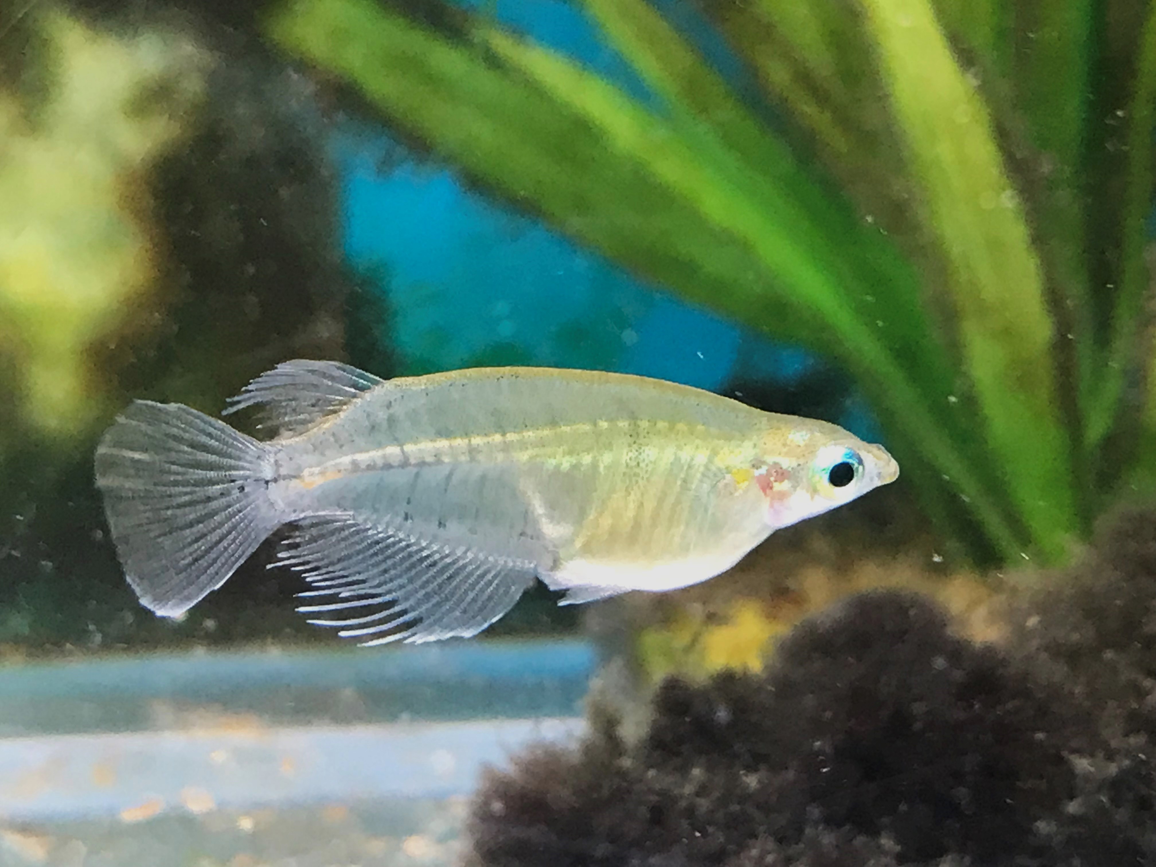 Javanese Rice Fish-Oryzias javanicus