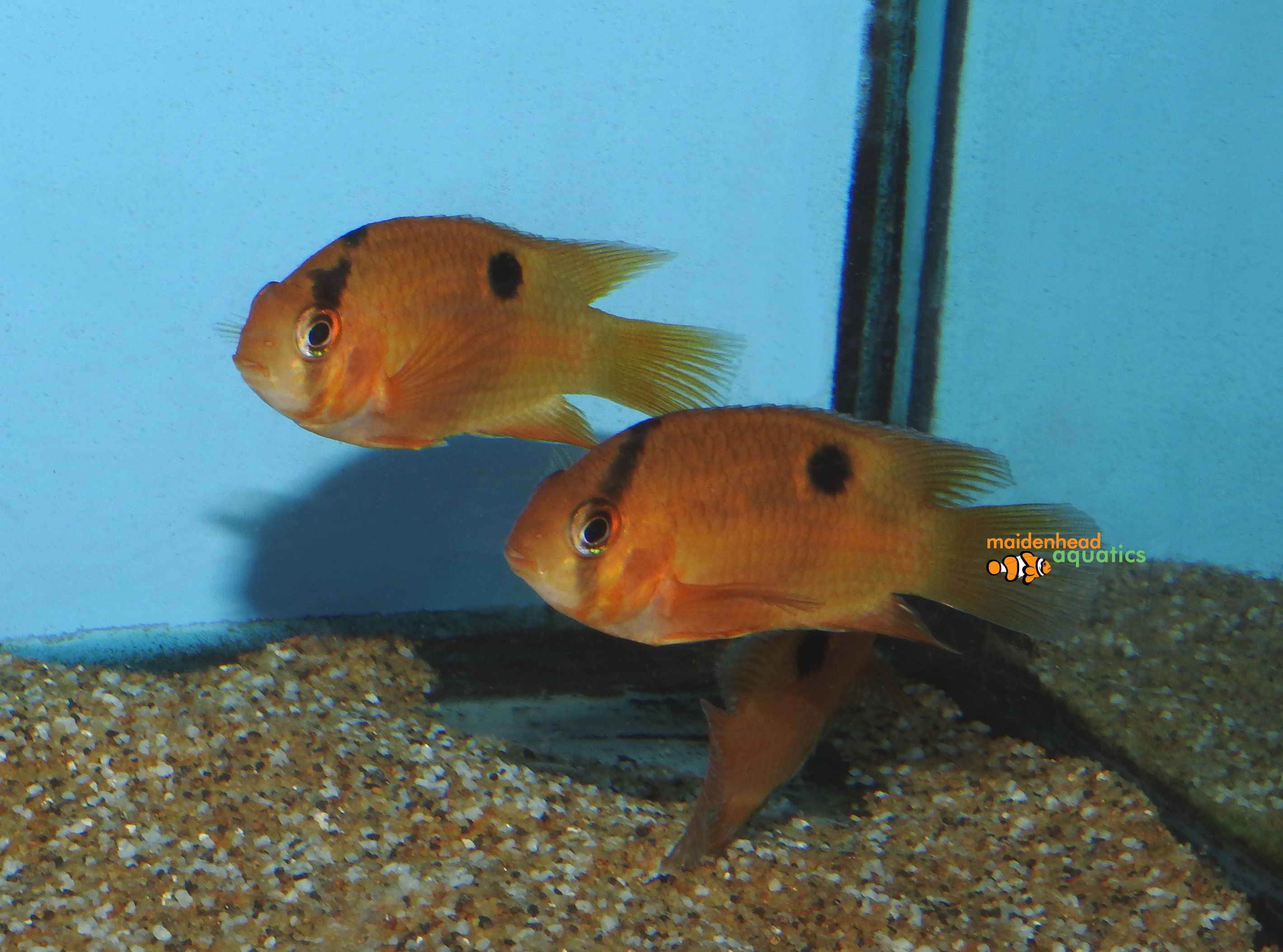 Keyhole Cichlid-Cleithracara maronii