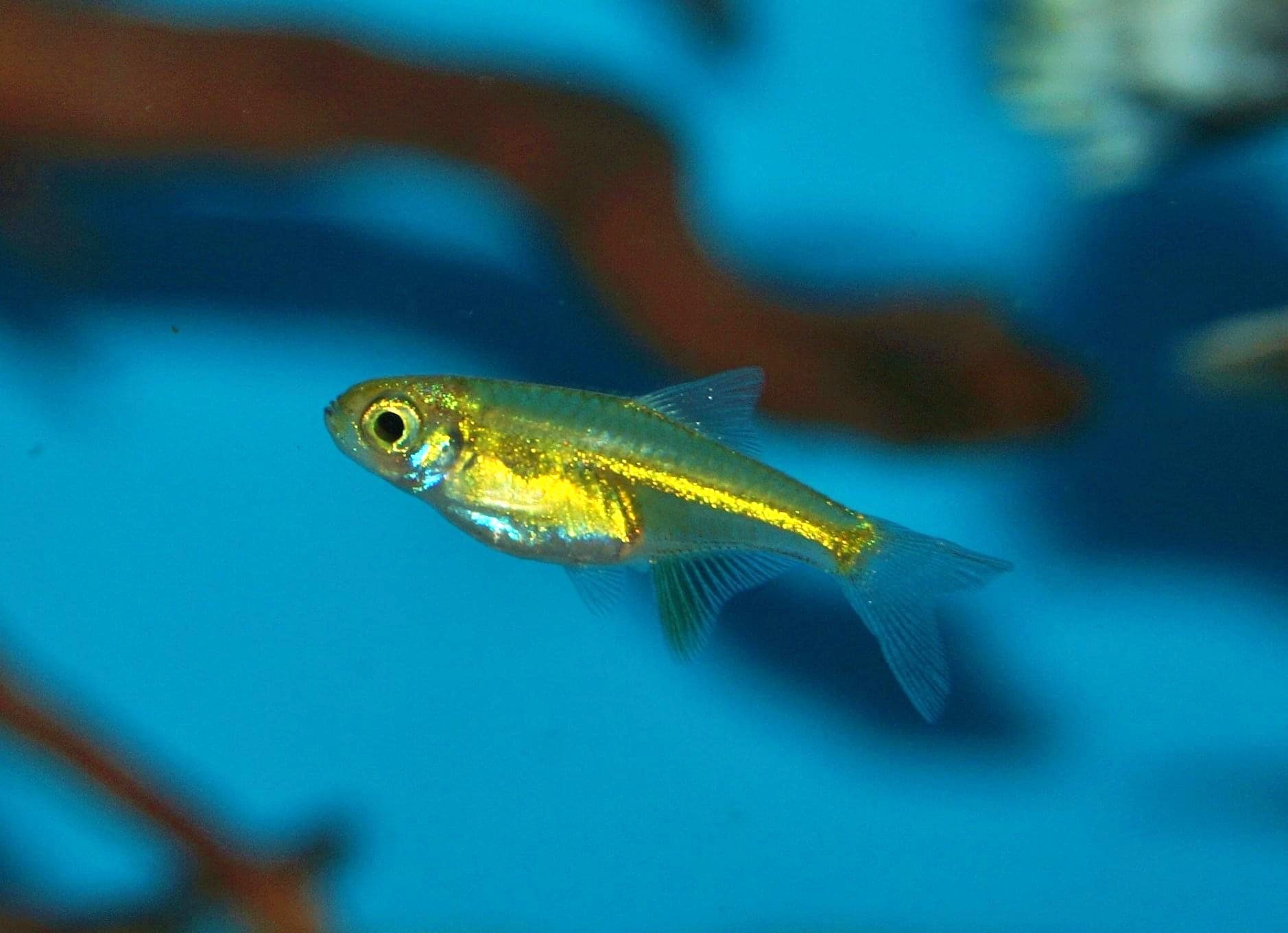 Neon Green Rasbora