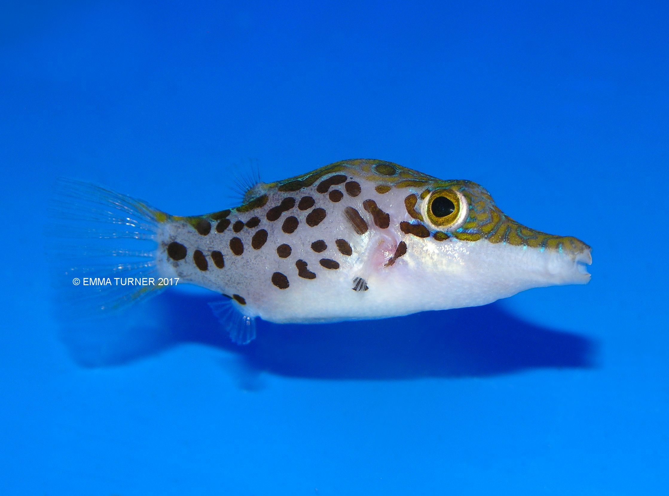 Leopard Toby-Canthigaster leoparda