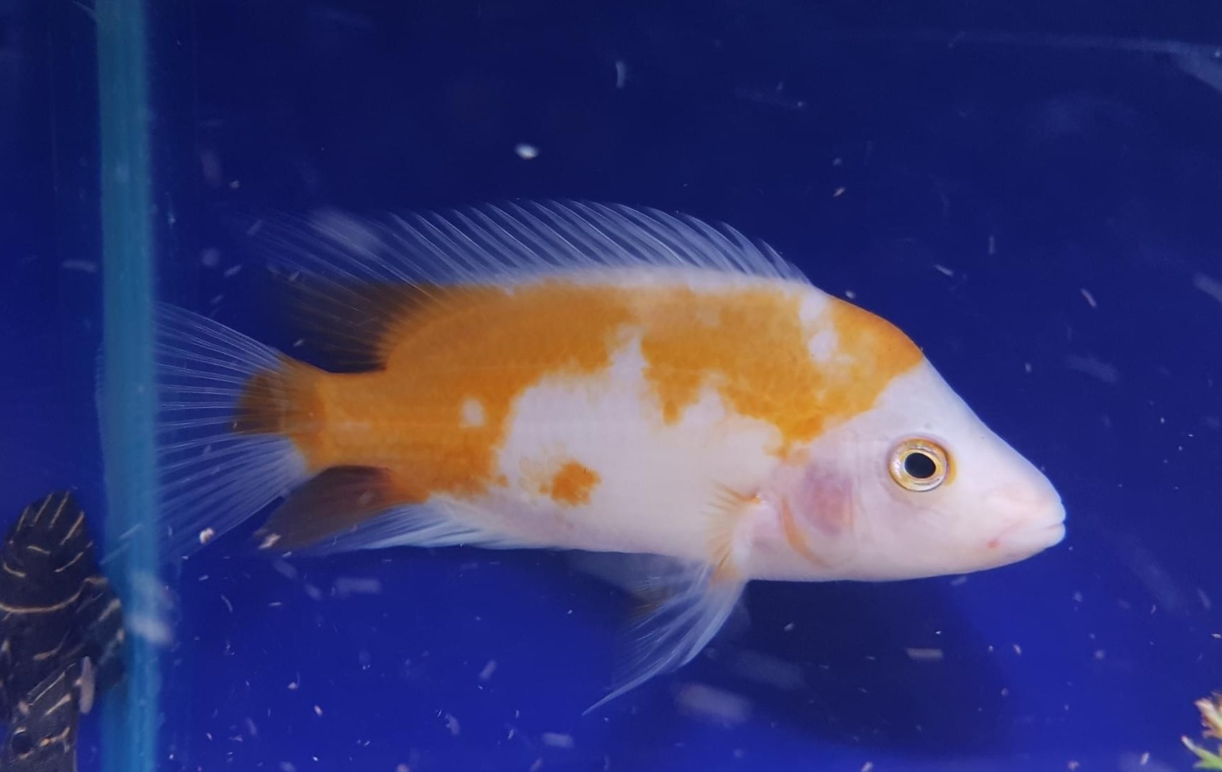 Red Devil-Amphilophus labiatus