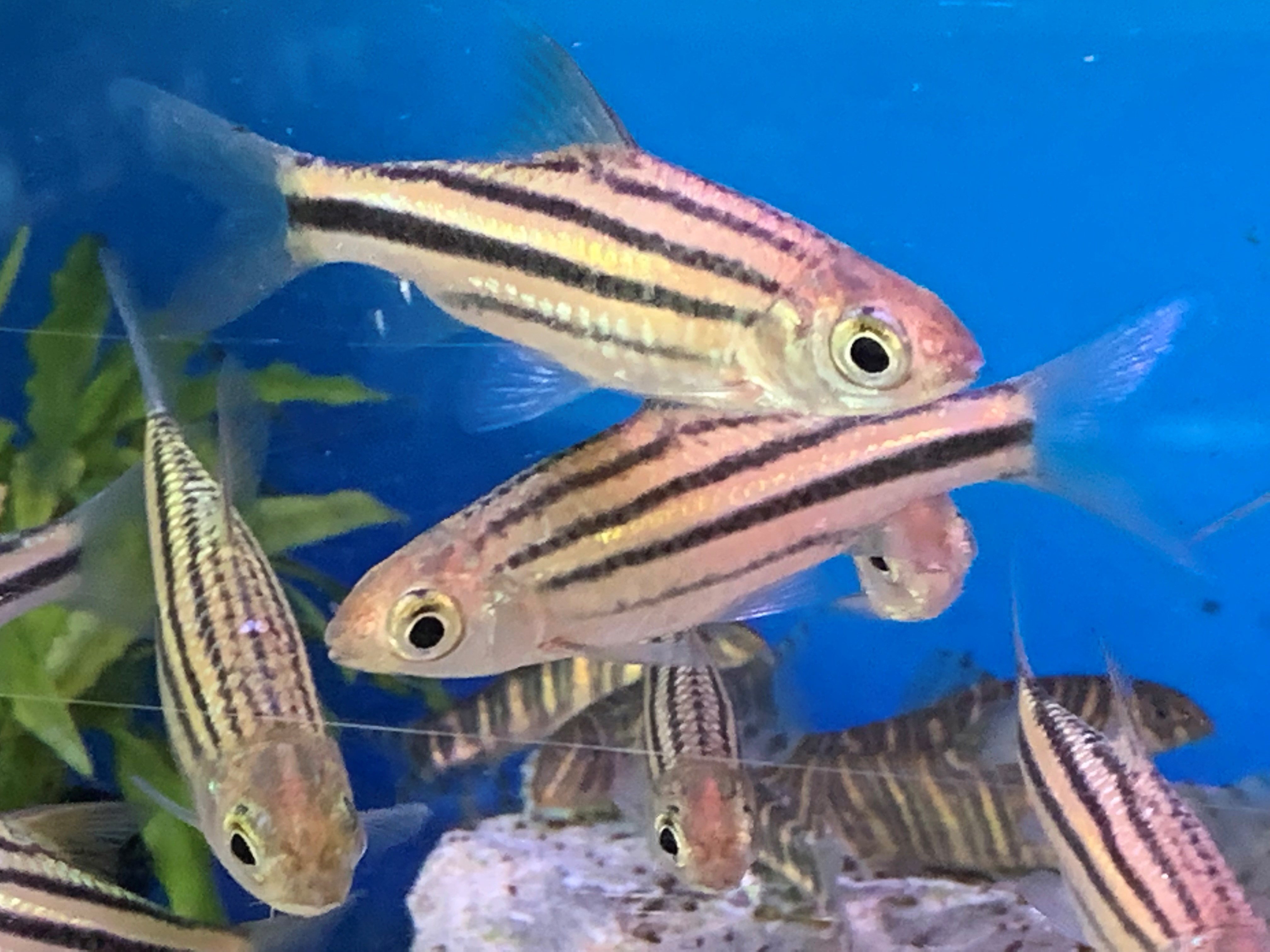 Lined Barb-Desmopuntius johorensis