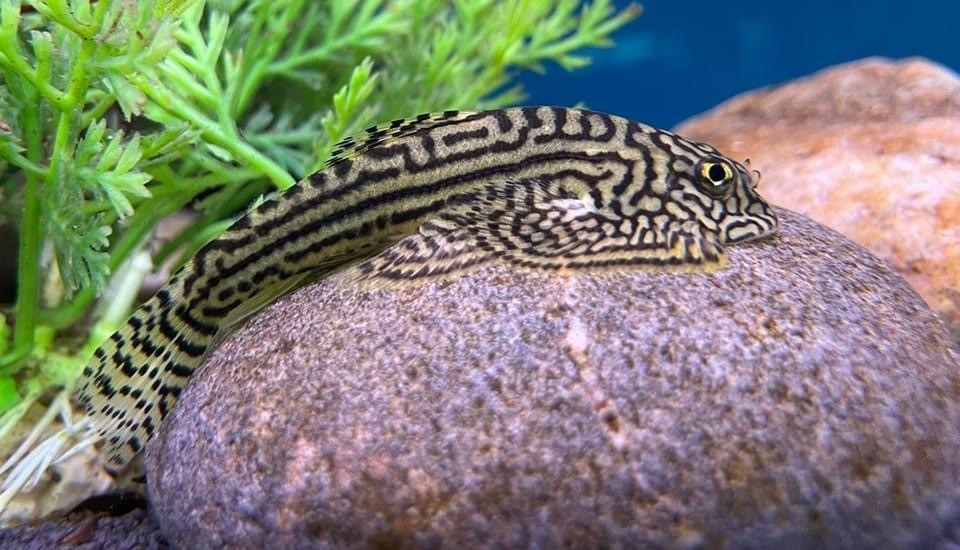 Reticulated Hillstream Loach