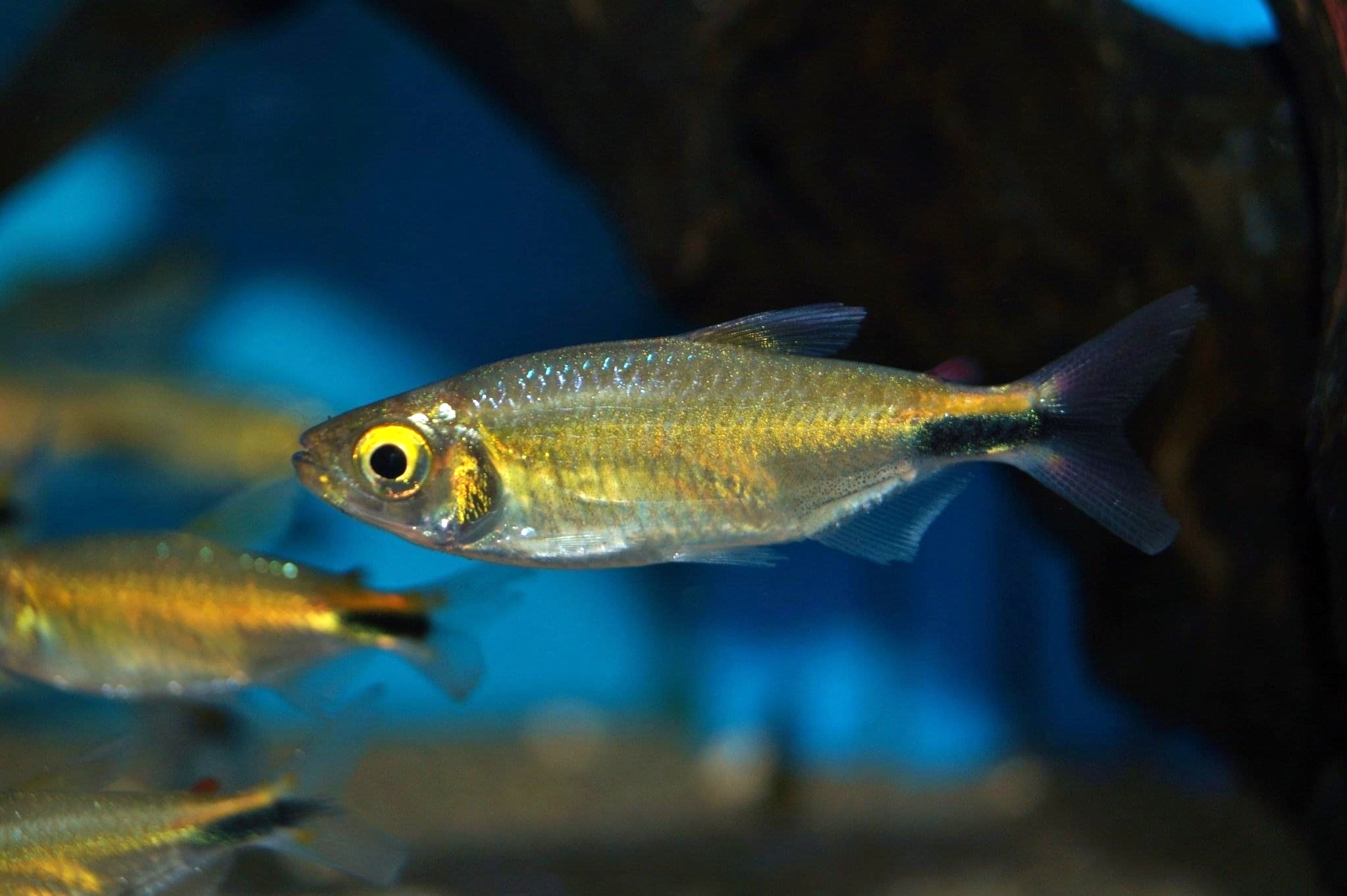 African Long-finned Tetra-Bryconalestes longipinnis