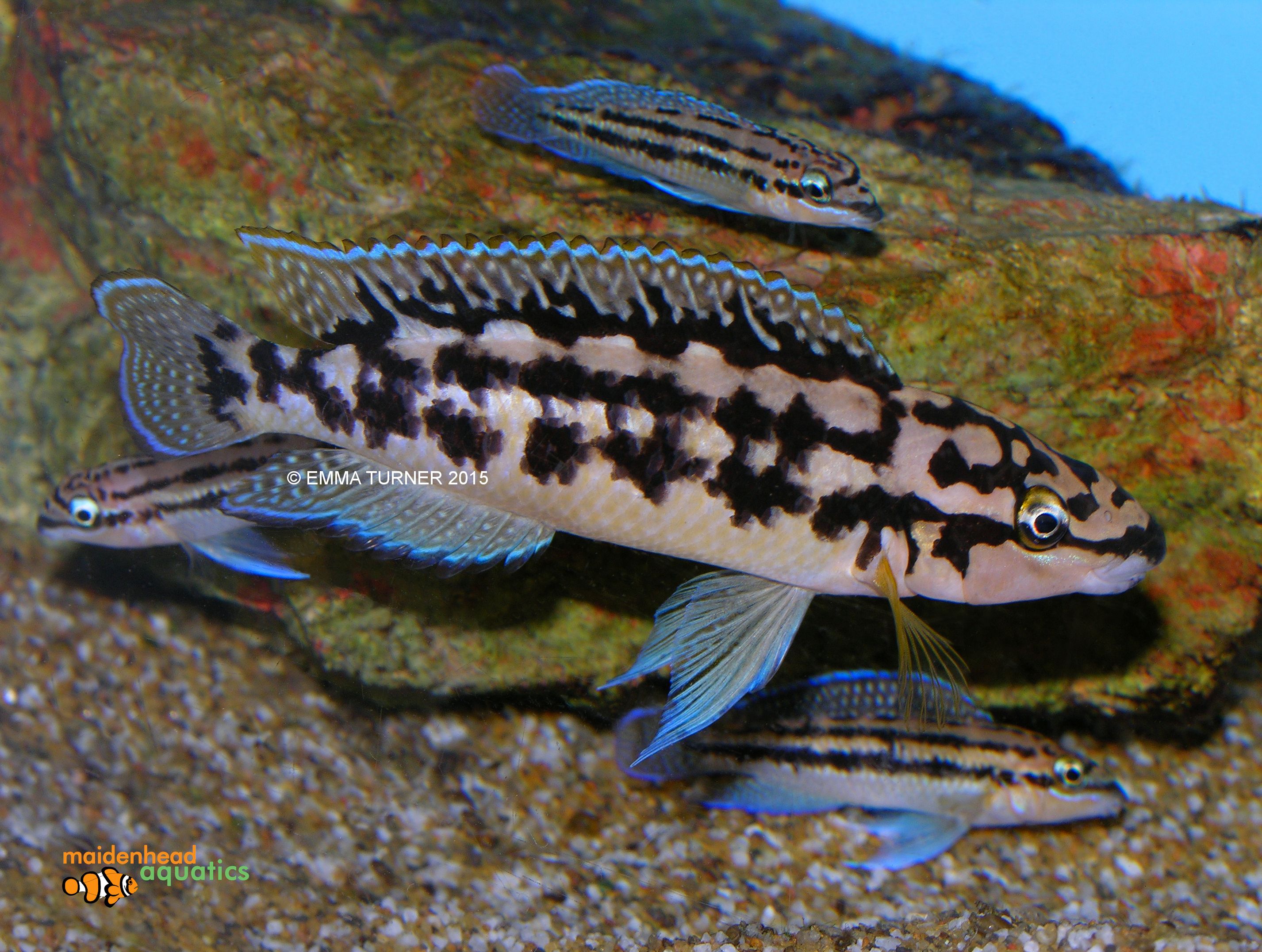 Julidochromis Transcriptus