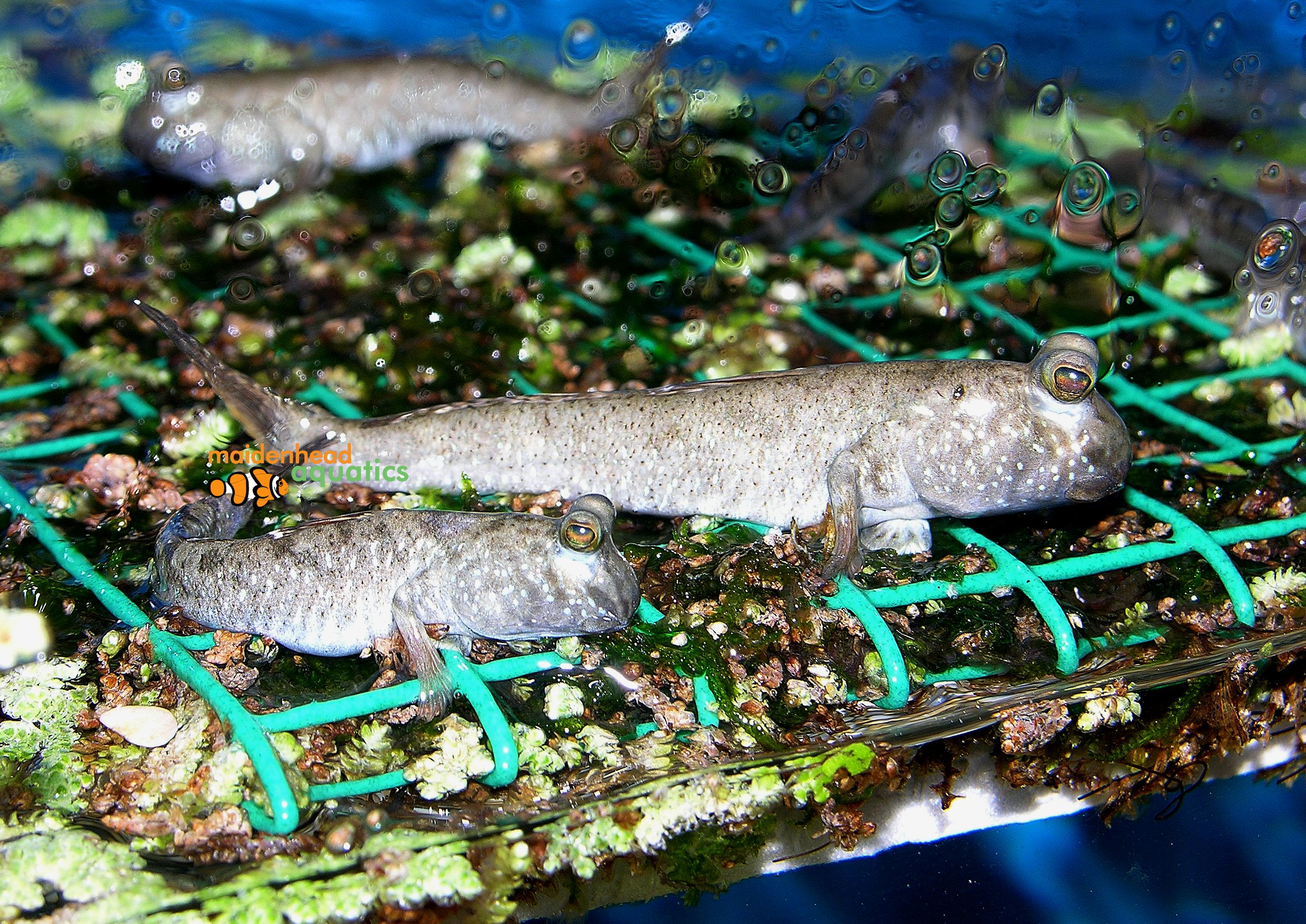 Mudskipper Tank Mates