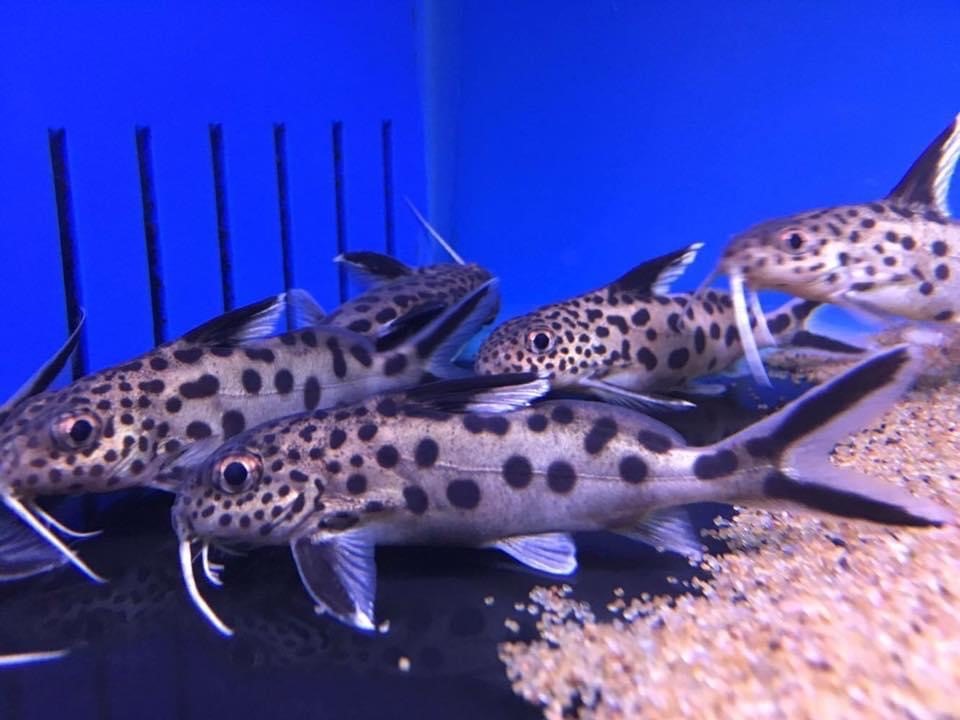 Cuckoo Catfish-Synodontis multipunctatus