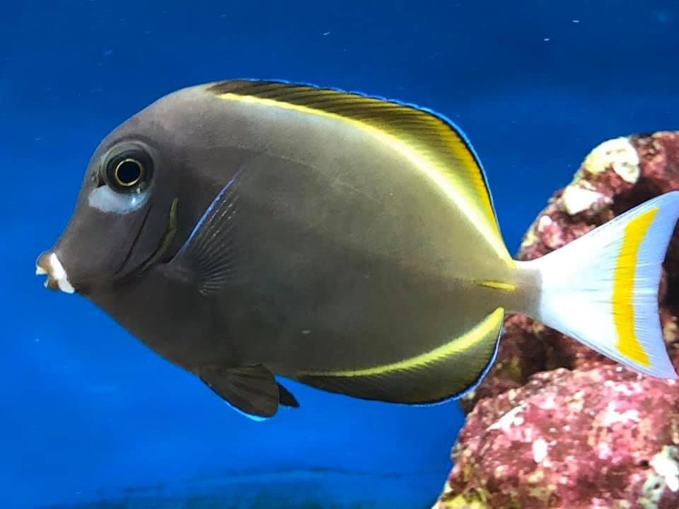 Whitecheek Tang-Acanthurus nigricans