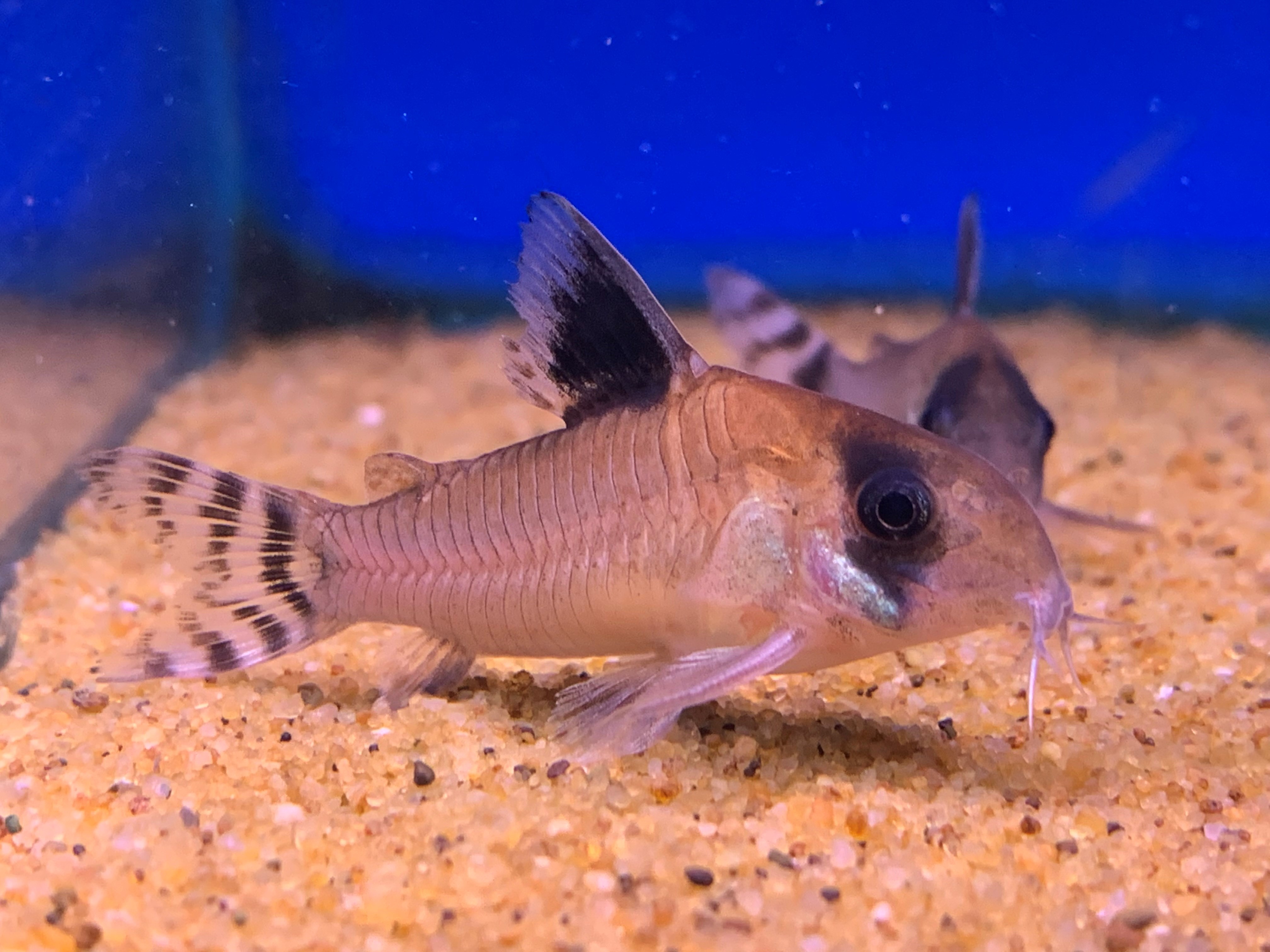 Flag-tailed Panda Cory-Hoplisoma oiapoquense