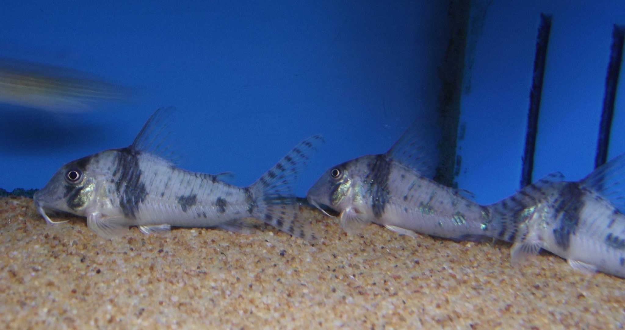 Bonita Cory - Corydoras orcesi