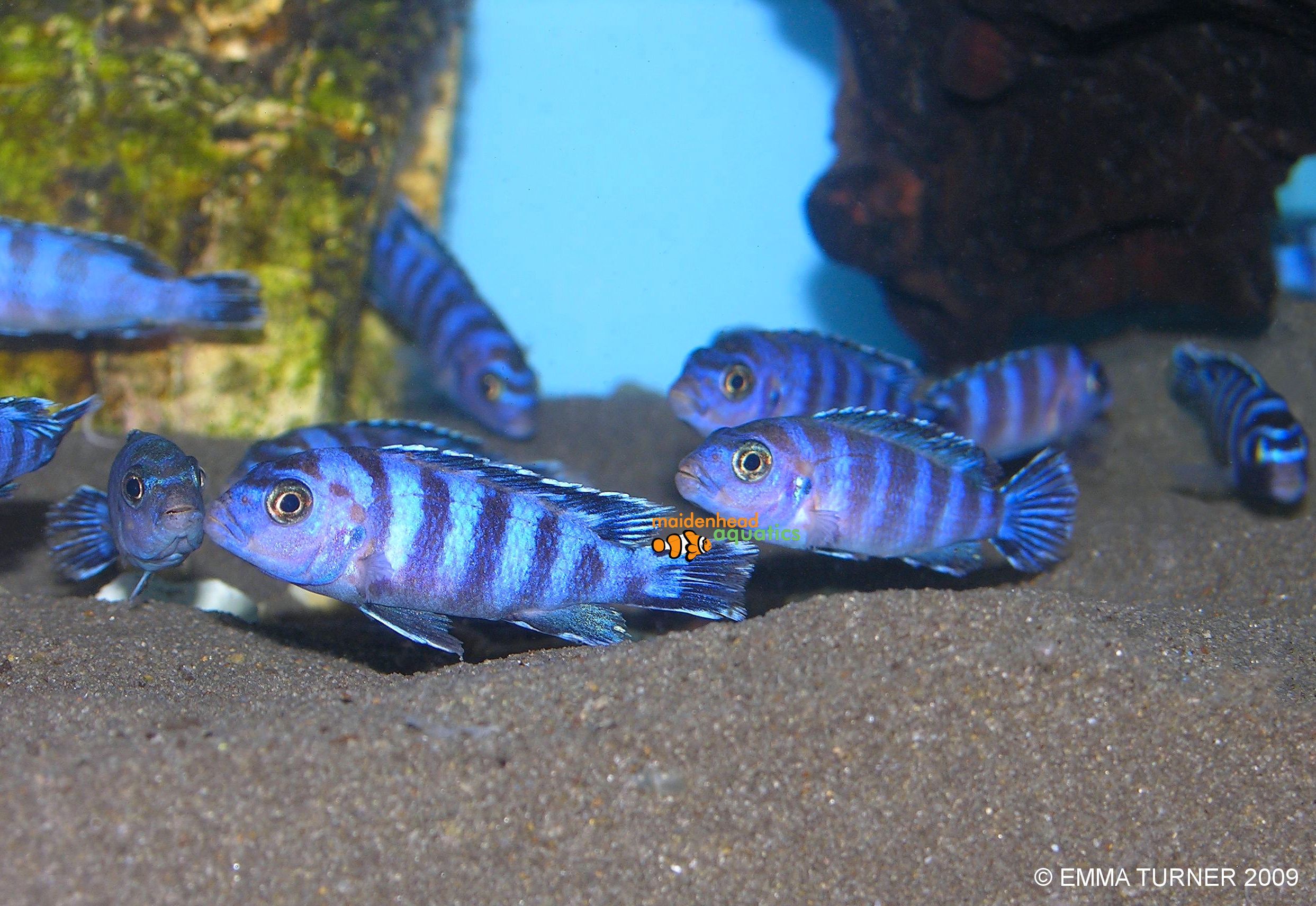 Demasoni-Pseudotropheus demasoni